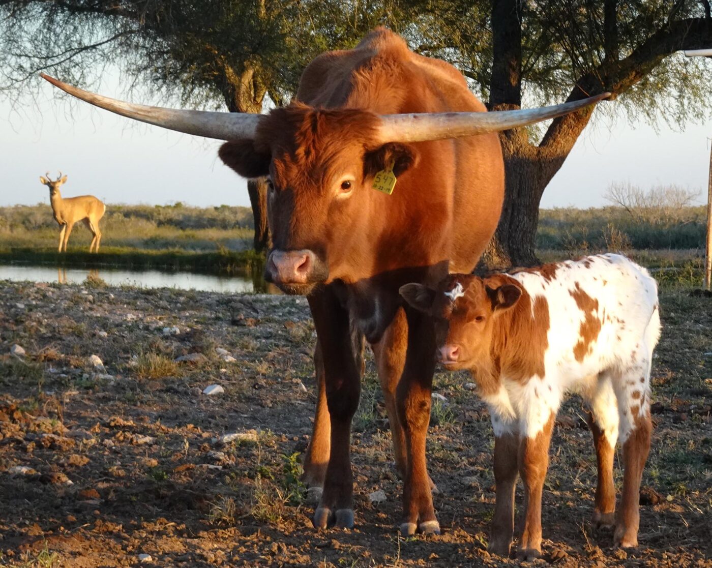 About Us - Heritage Longhorn Cattle Company